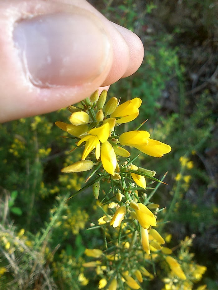 Badia Verde: Tojo (ulex parviflorus)