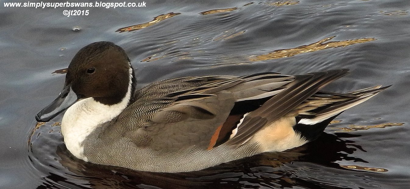 Simply Superb Swans: Pintail Preening