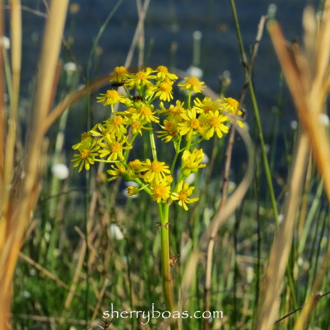 Simply Living: Loving wildflowers