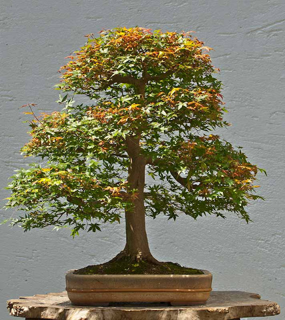 Walter Pall Bonsai Adventures: second flush of foliage on maples