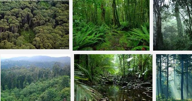 Pengertian, Manfaat, Fungsi dan Ciri-ciri Hutan Hujan Tropis Lengkap ...