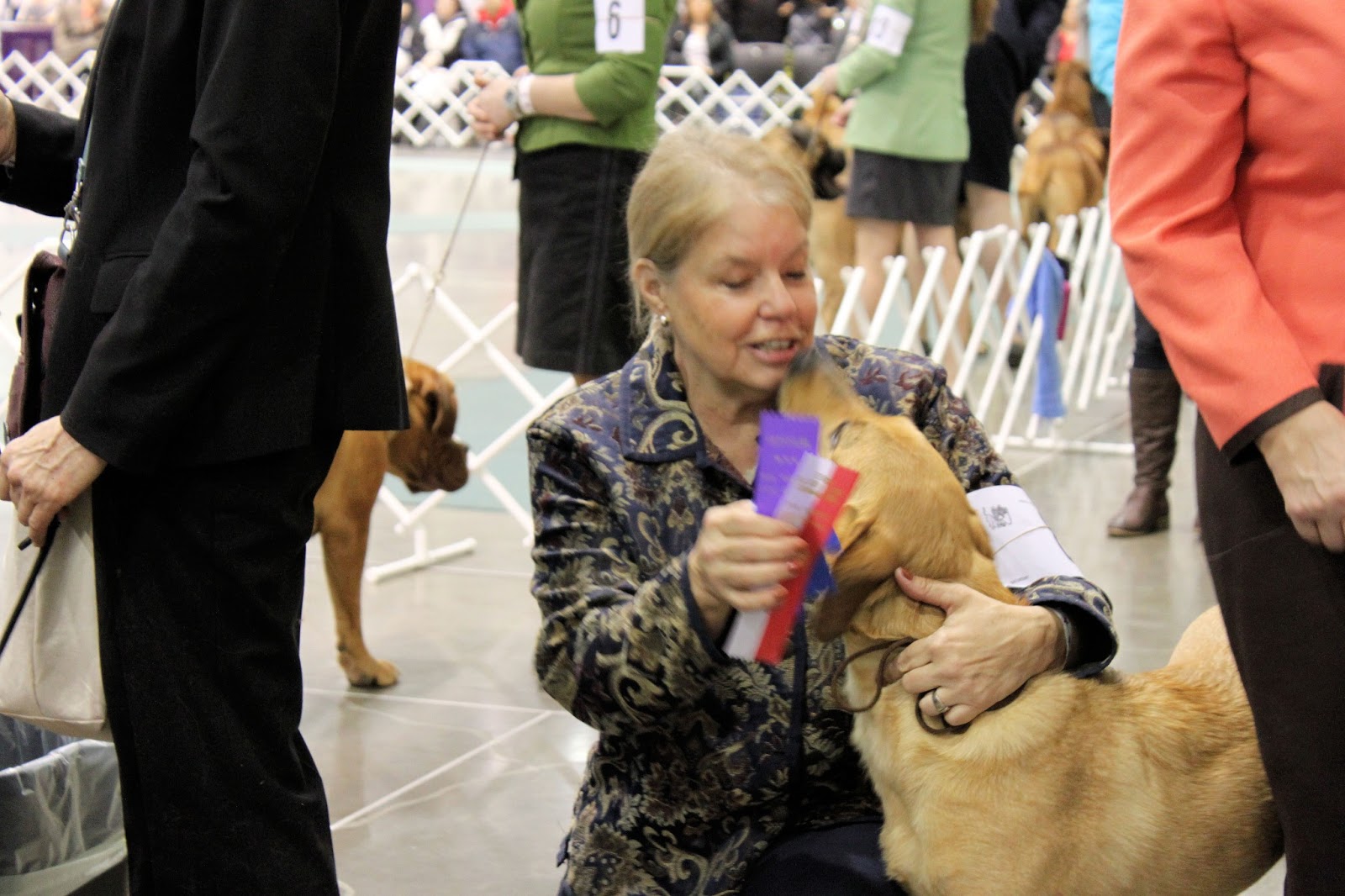 BrownStone Chinooks: Seattle AKC Dog Show