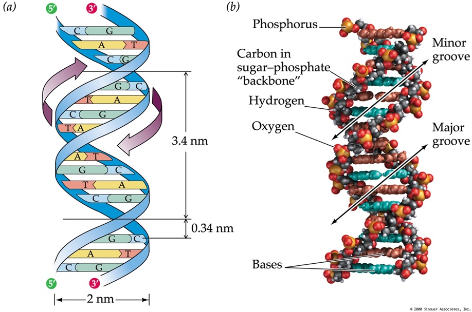 Phosphate Molecule In Dna