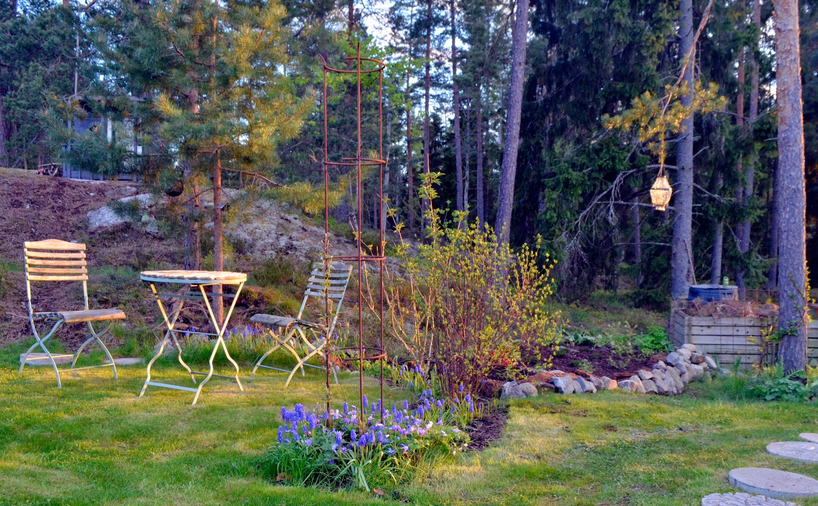 Ranunkel i rabatten: Skogstomt -rabatt