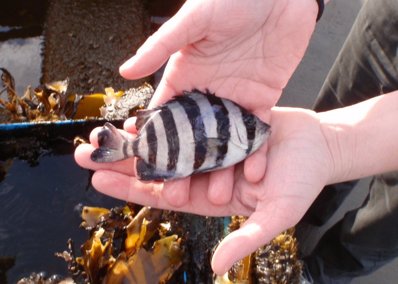 Oregon Beachcomber Blog - What's washing up? : Striped Beakfish ...