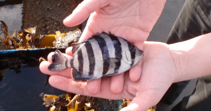 Oregon Beachcomber Blog - What's washing up? : Striped Beakfish ...