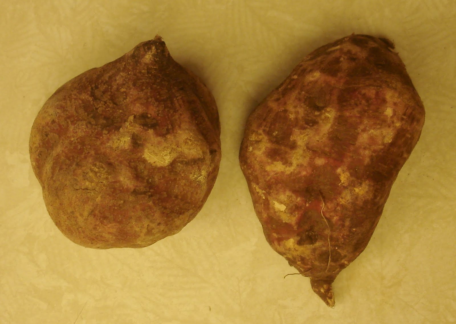 Blue Starr Gallery: Boniato