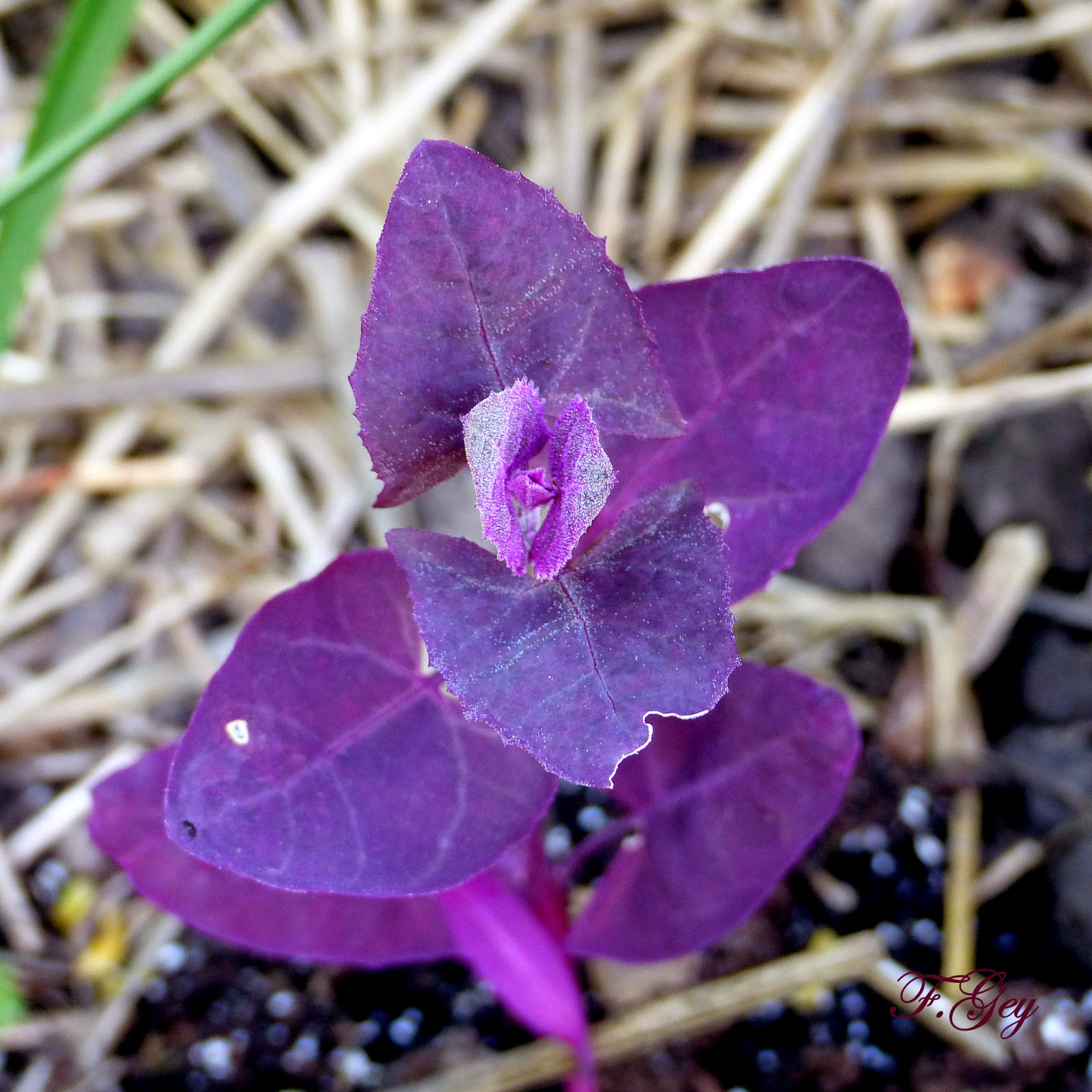 Un Coeur en Flandre: Du Pourpre et de l'Or