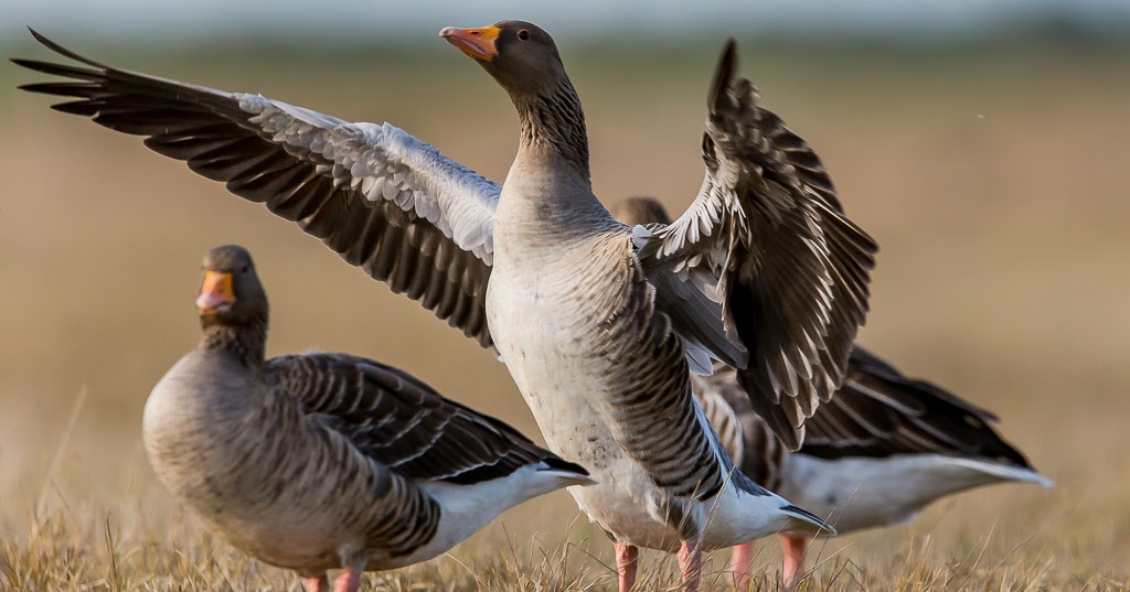 ANSAR COMUN - Anser Anser | Observatorio de la Naturaleza