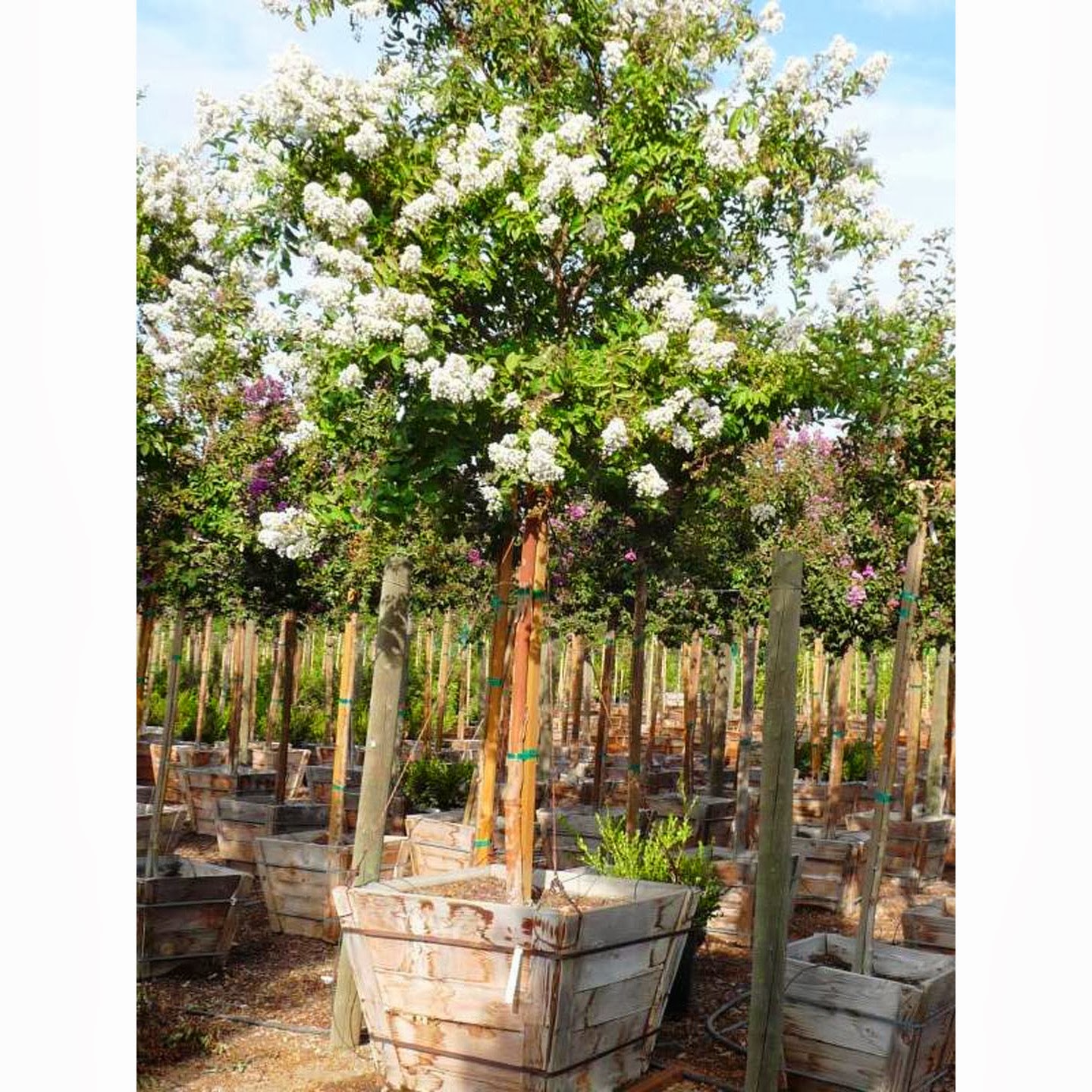 Tarım Siteniz: Oya ağacı (Lagerstromia indica)