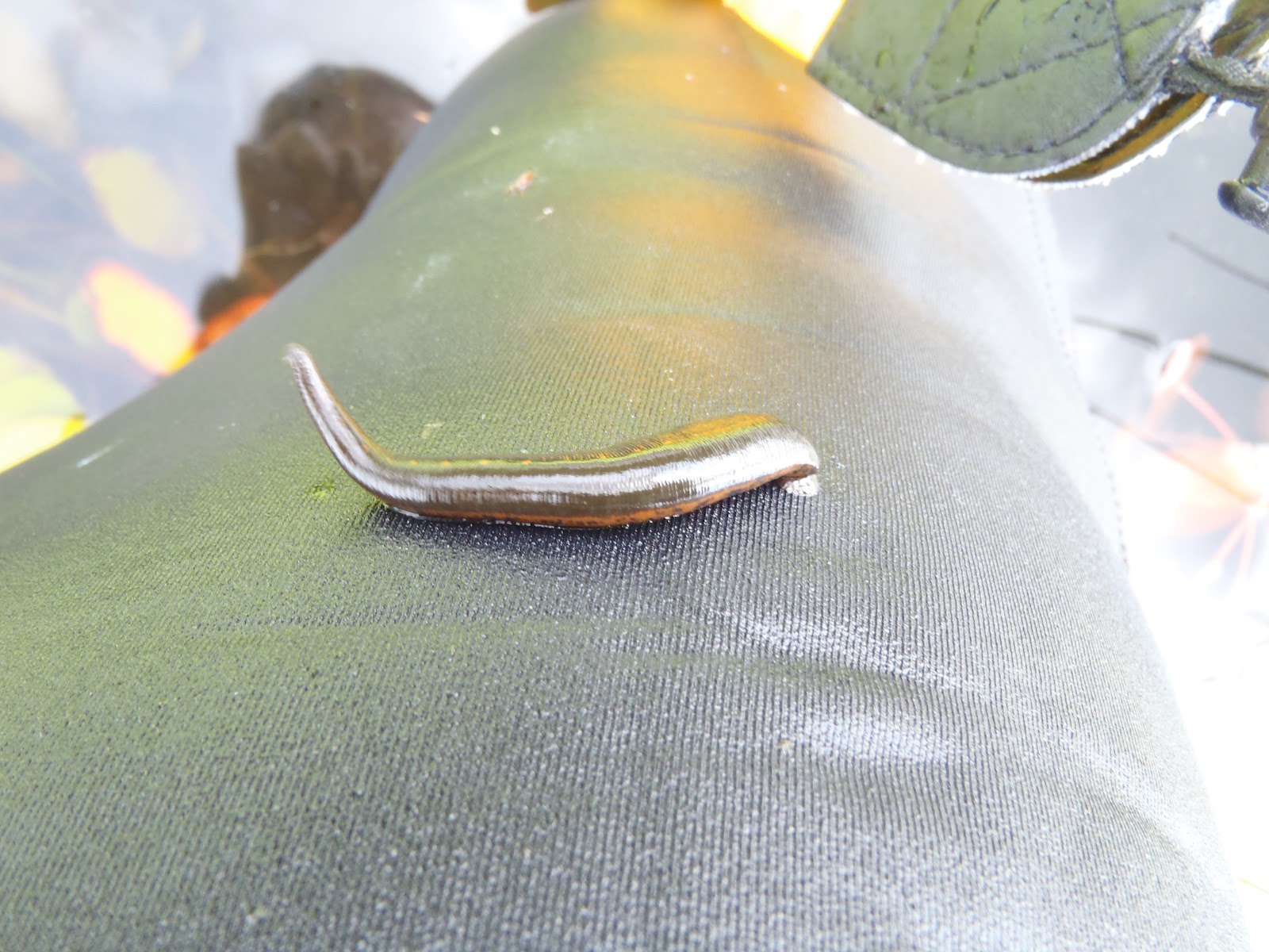 Isle Royale Summer Research!