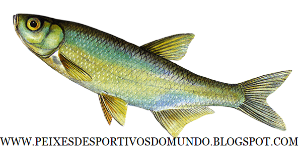 PEIXES DESPORTIVOS DO MUNDO: O ALBURNO - Alburnus alburnus (Linnaeus, 1758)