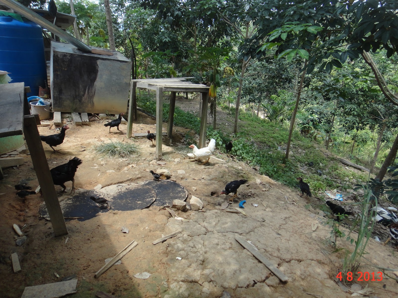 Experimental Farming: First Sales Of Our Free Range Kampung Chicken ...