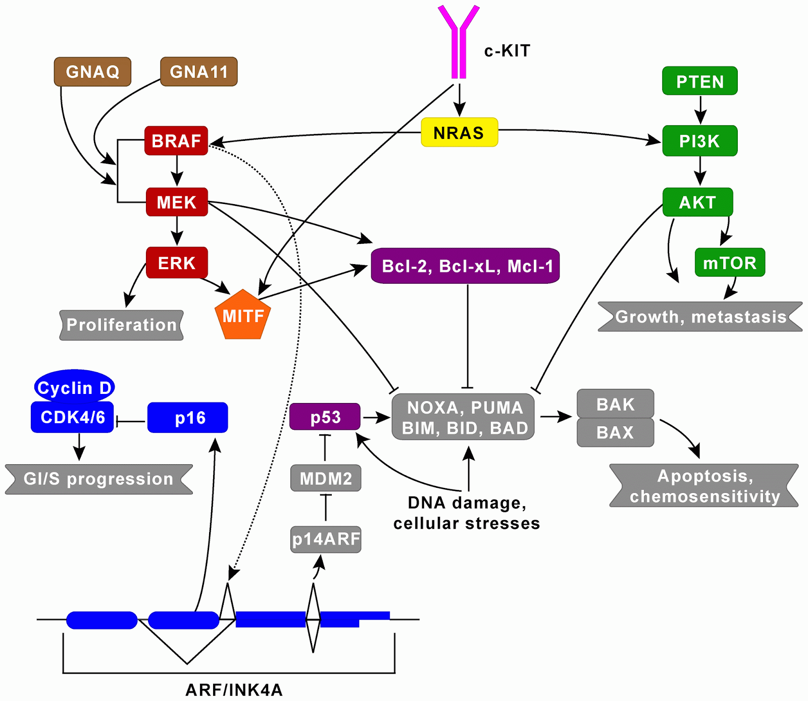 Chaotically Precise: Life, Love, and Melanoma: ERK inhibitor - (BVD-523 ...