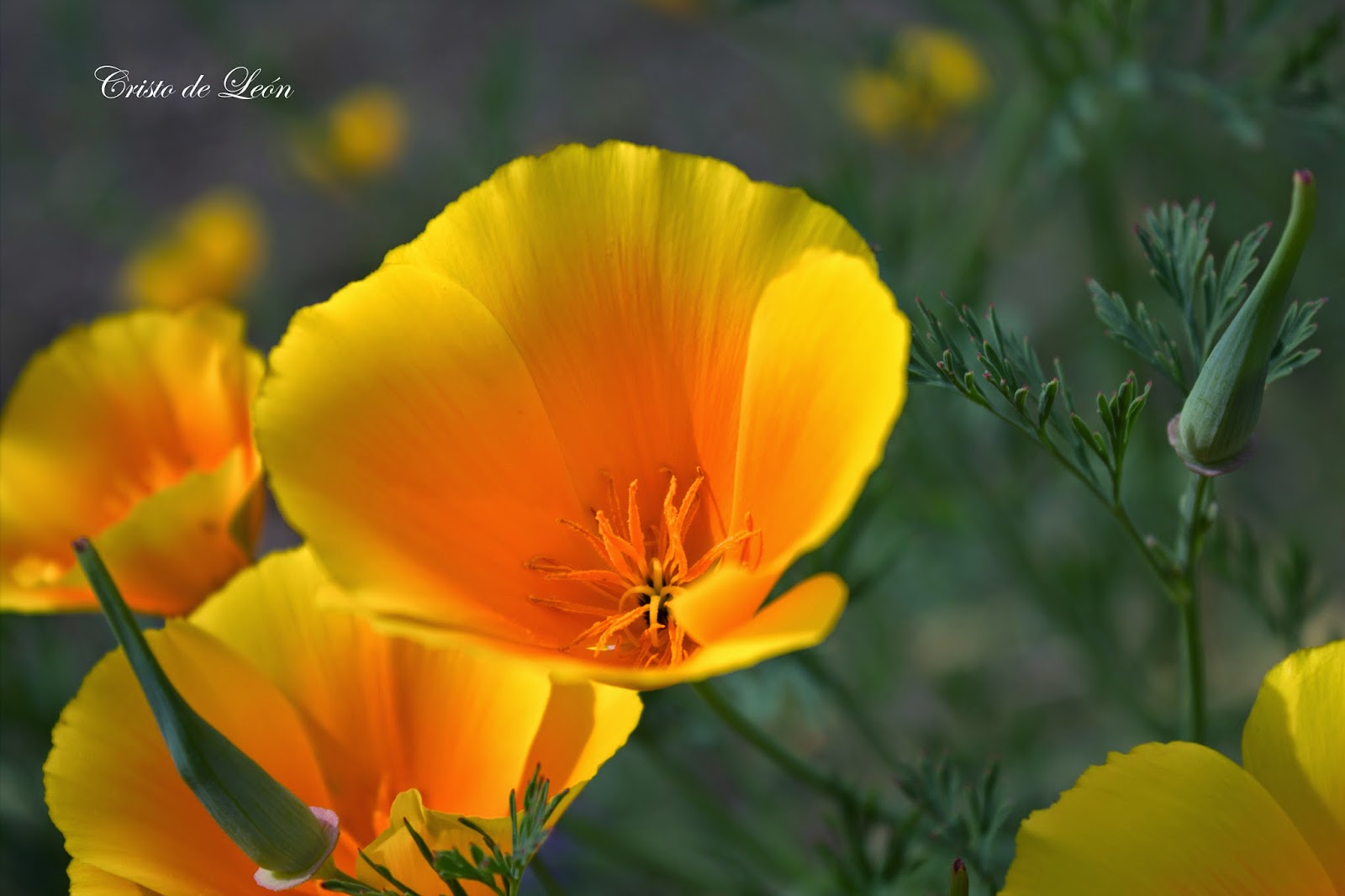 a través de mi mirada: flores