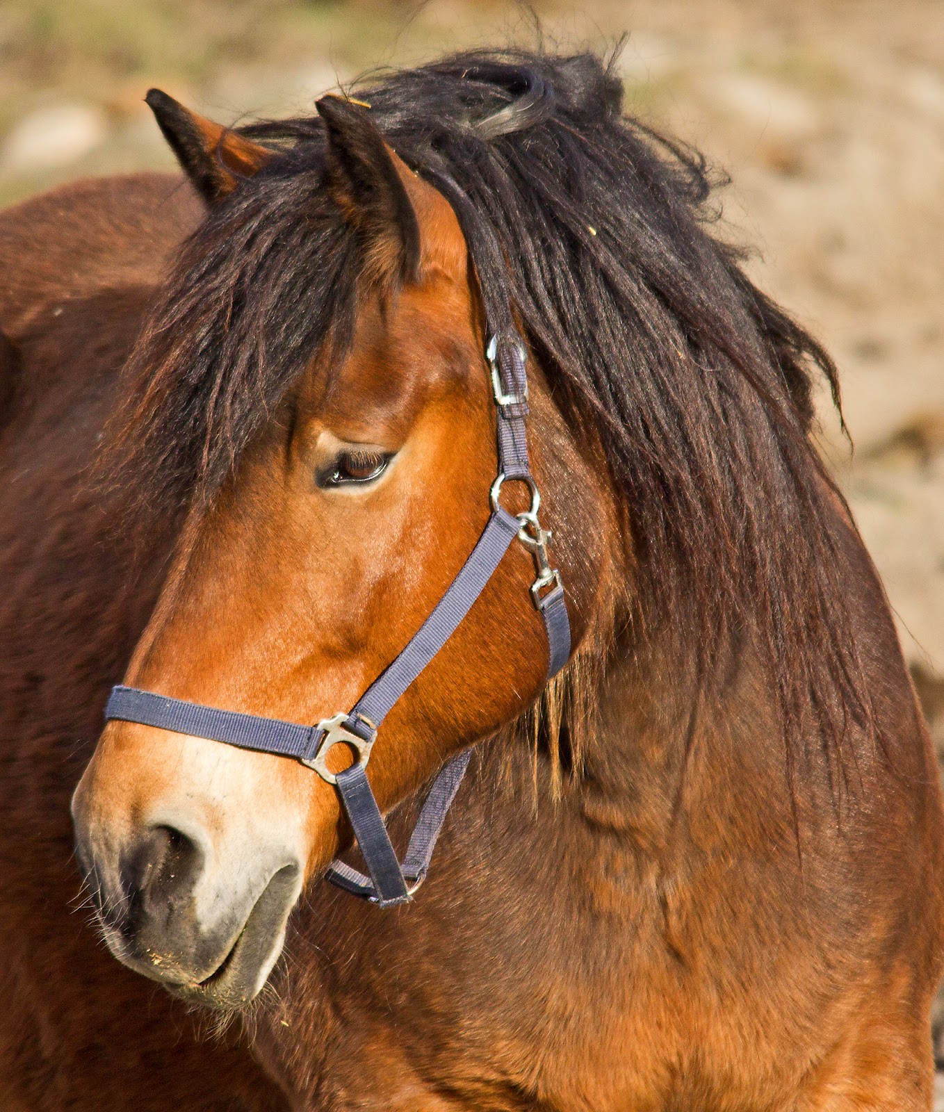 VELKOMMEN TIL KJERSTIS LØSE TRÅDER: Hestebilder fra Strömstad og tanker ...
