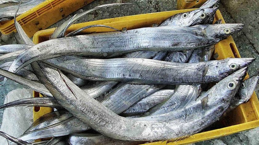 Nelayan Halbar Jual Ikan Layur ke Korea | Malut.id