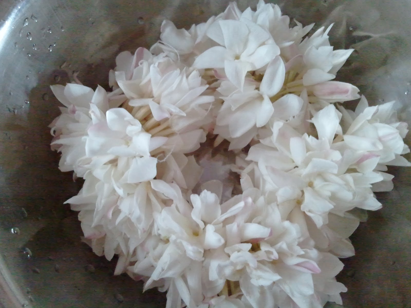 Types Of Mallige Flower In Kannada at James Daulton blog