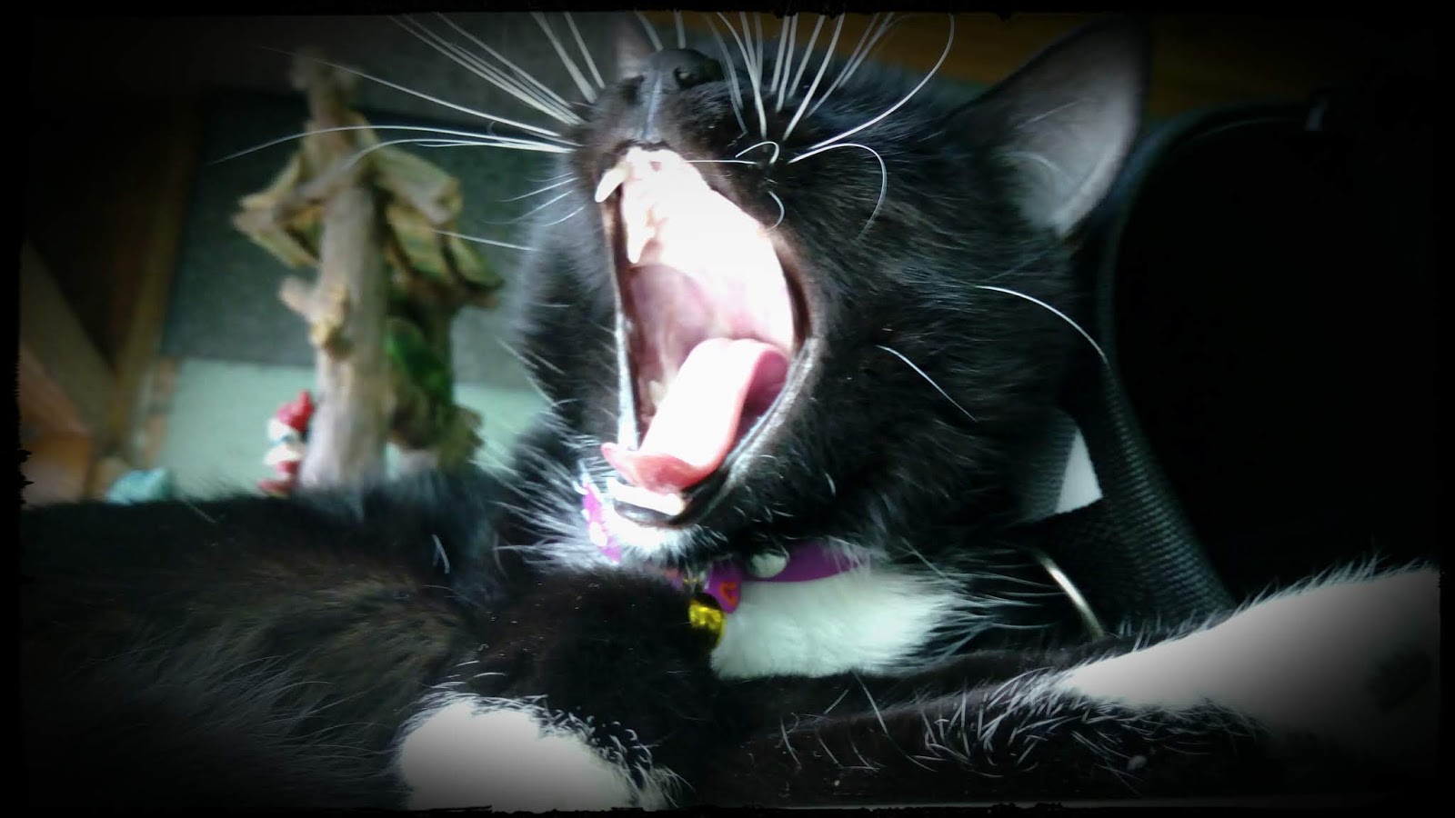 Libertad Natural: La evolución de Pucca