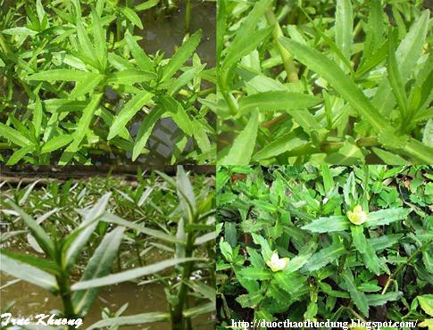 Vuon Duoc Thao: Rau Ngổ - Buffalo spinach