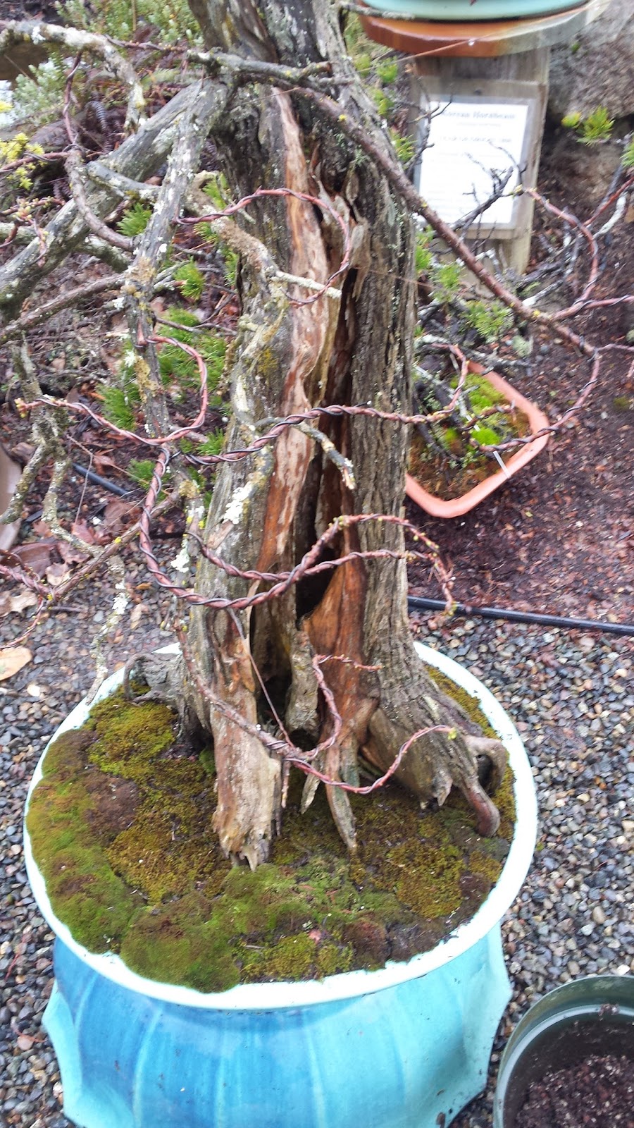 Ry2tree2 Bonsai Blog Pacific Bonsai Museum Natives Preparation Bald Cypress