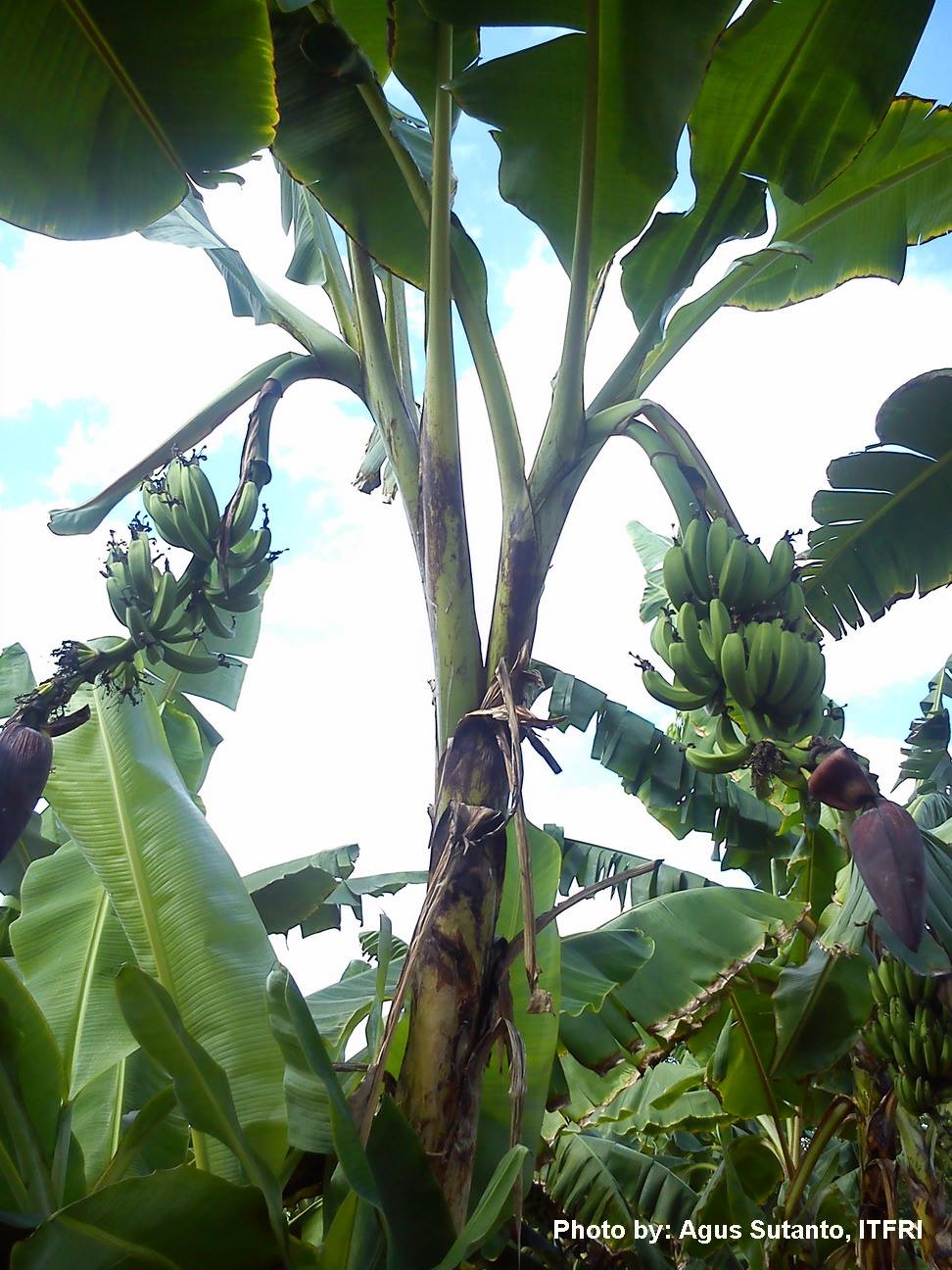 pisang unik - Budidaya Pisang
