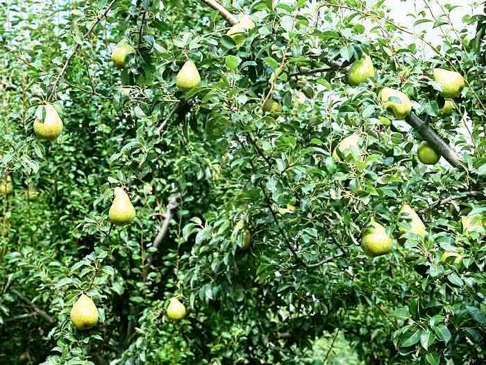 Business Ideas | Small Business Ideas: How to Starting a Pear Farming ...