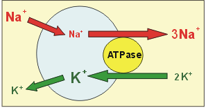 USMLE COMLEX Study Guides : First Aid Renal Physiology Part ll