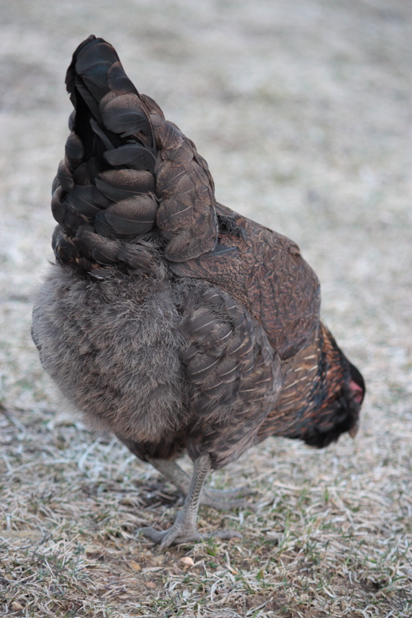 Ba-Gawks: Chicken Pants