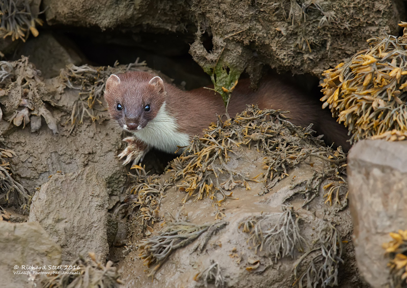 Wildlife Photographic Journals: A Morning with Stoats