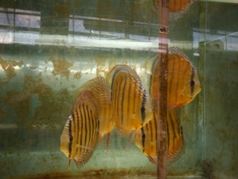 紅鱗七彩 Redscales Discus: 庫利比亞III型[曼高]