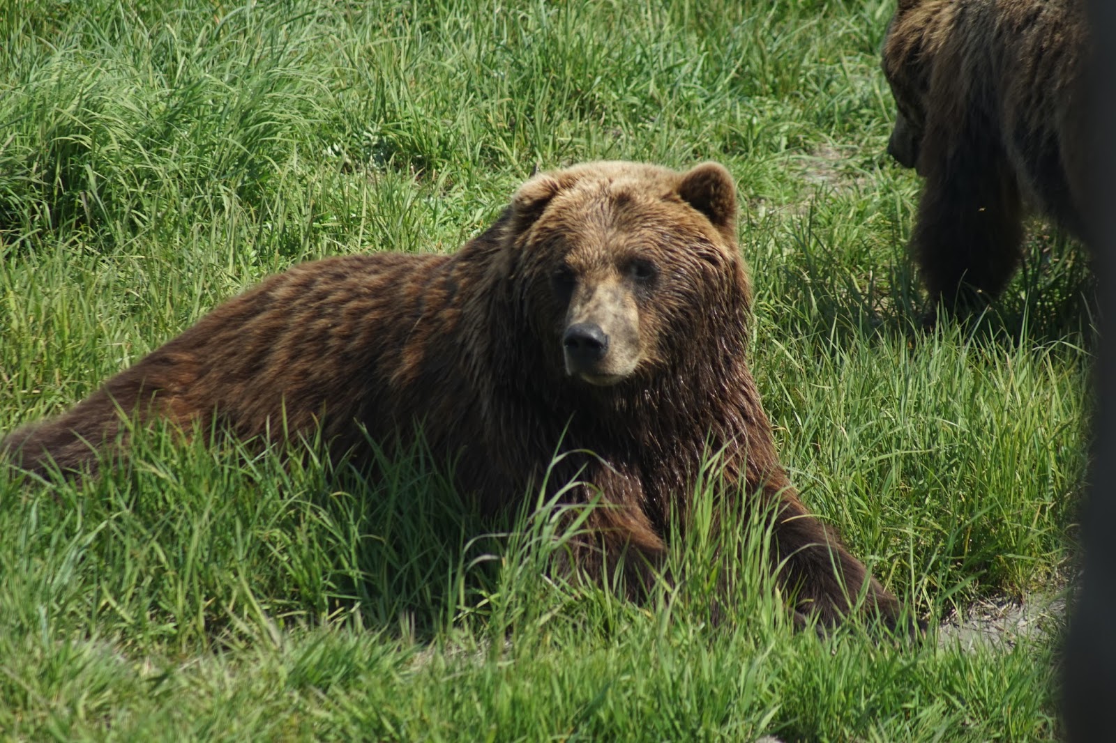 Lost But Loving It...In Alaska!: The End of an Em-bear-assing amount of ...