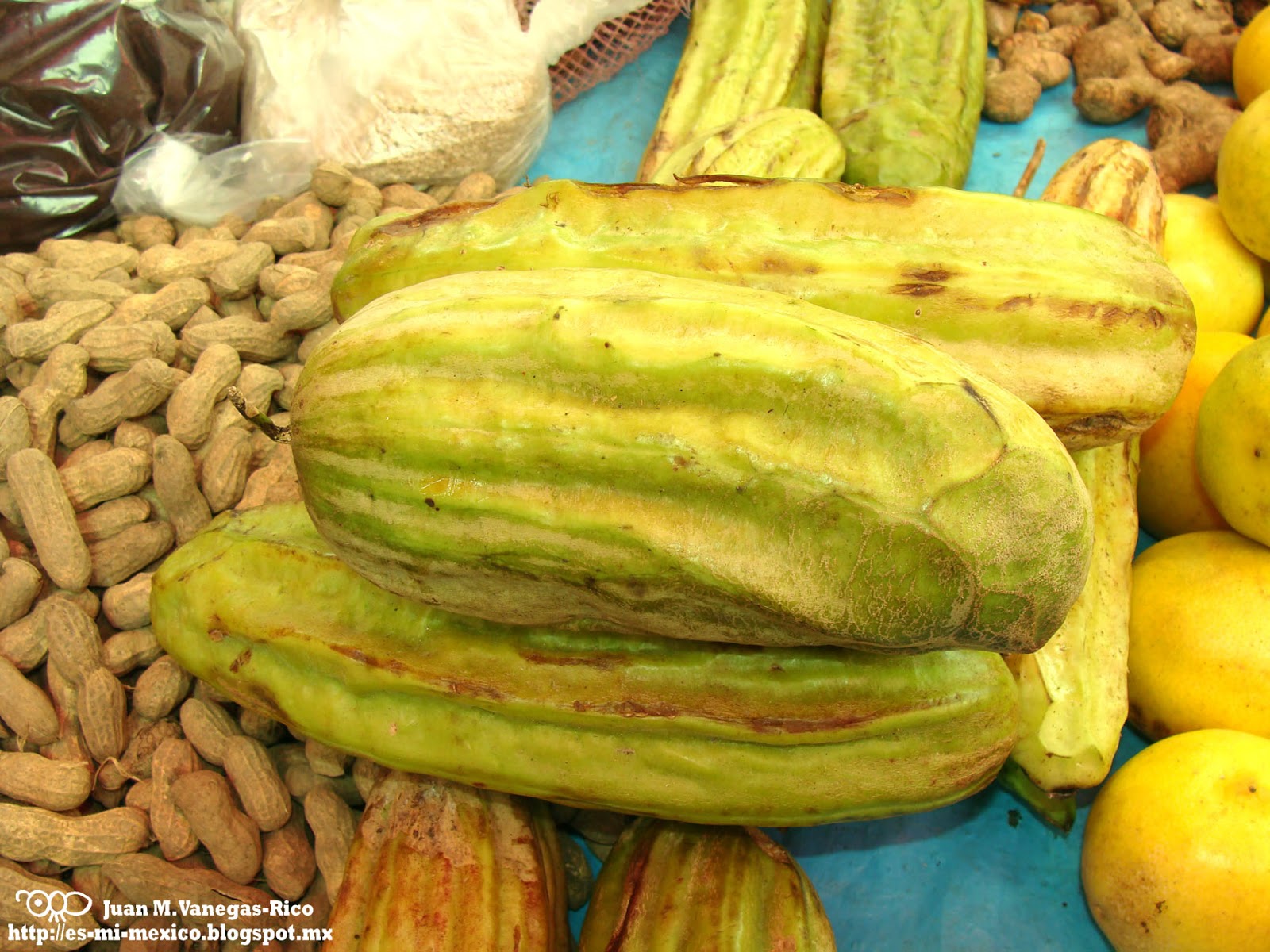 Folklore de México: "Chote" fruto medicinal de Papantla, Veracruz