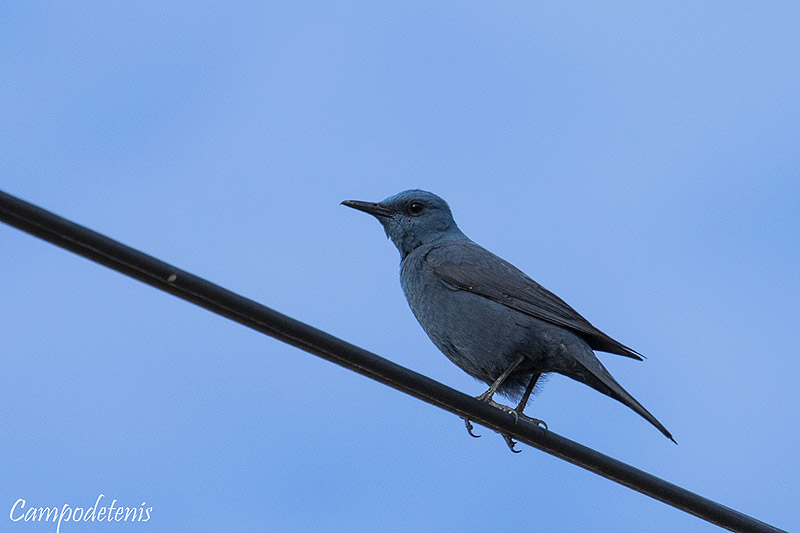 Birding Catalunya: Ocells a Castelldans (Lleida)