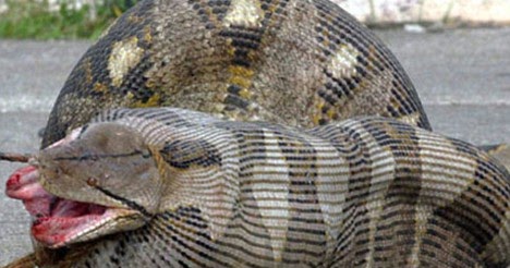 Titanoboa, Ular Purbakala Terbesar Dunia, Buaya Saja Bisa di Makan ...