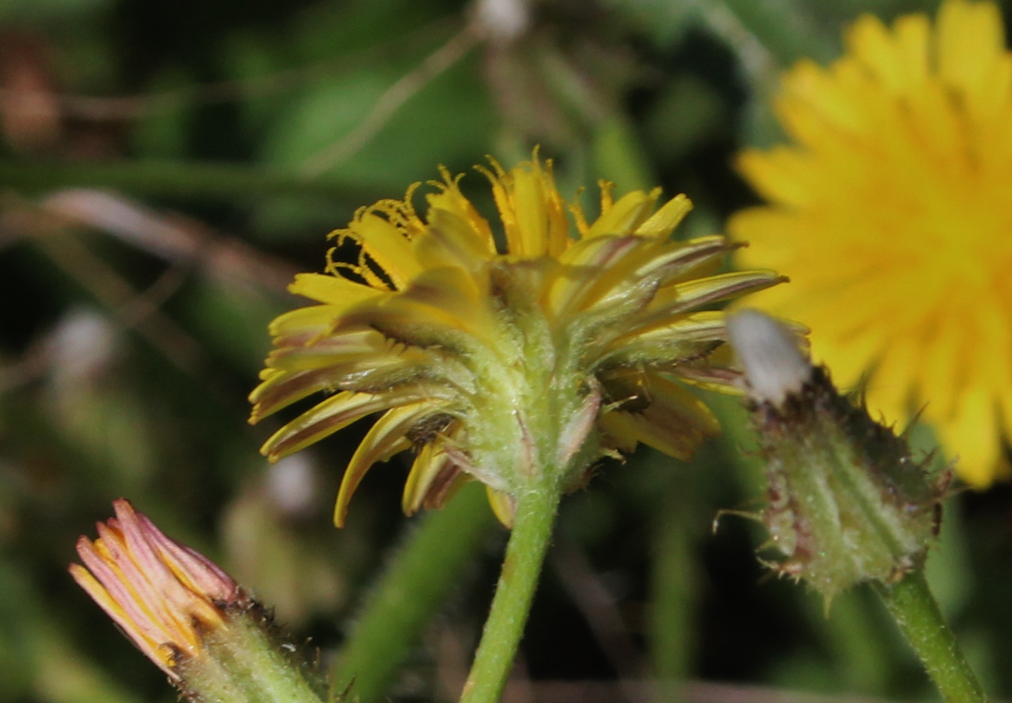 Biodiversity of Cyprus by NGO Protection of the Natural Heritage and ...