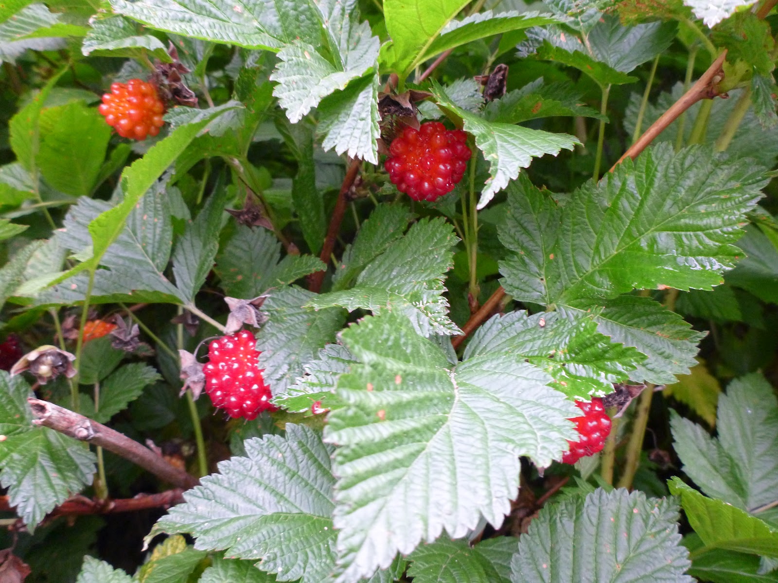 Fieldwork, Travel, and Food: First Salmonberries