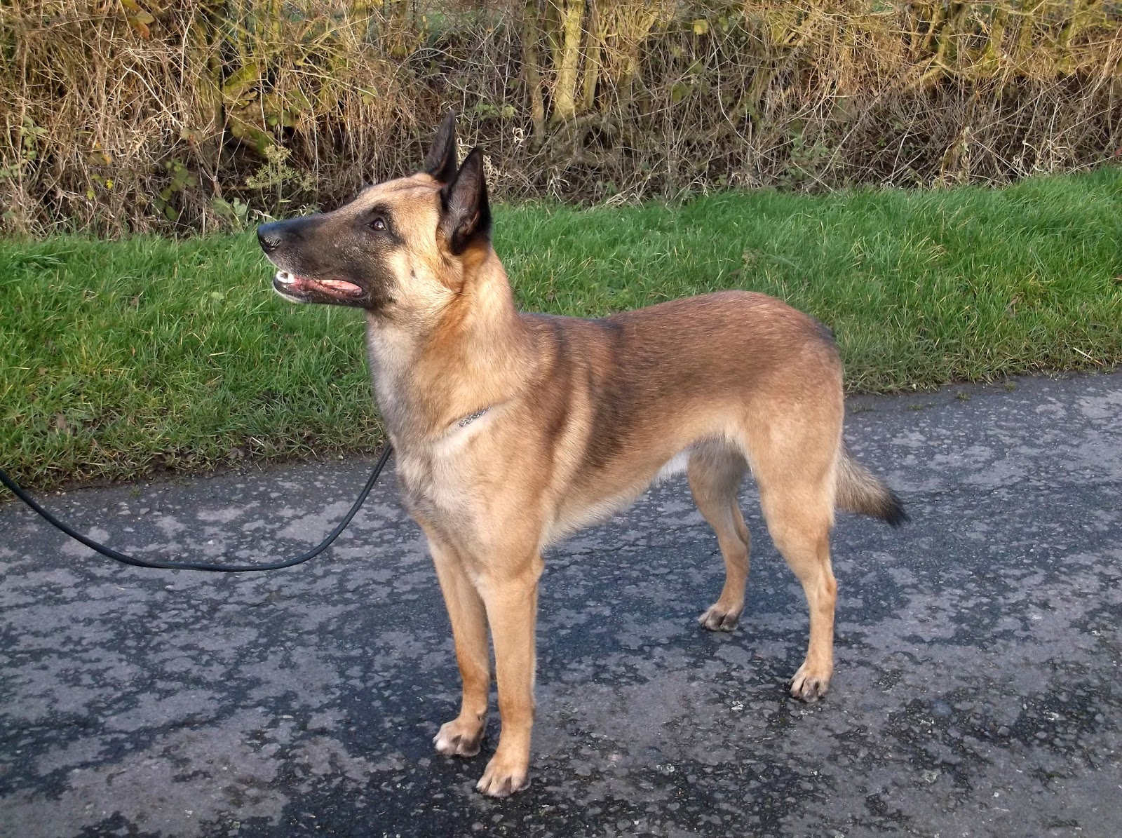 Ritzy's puppies to Rex: 6 Malinois puppies born 6th of March 2017