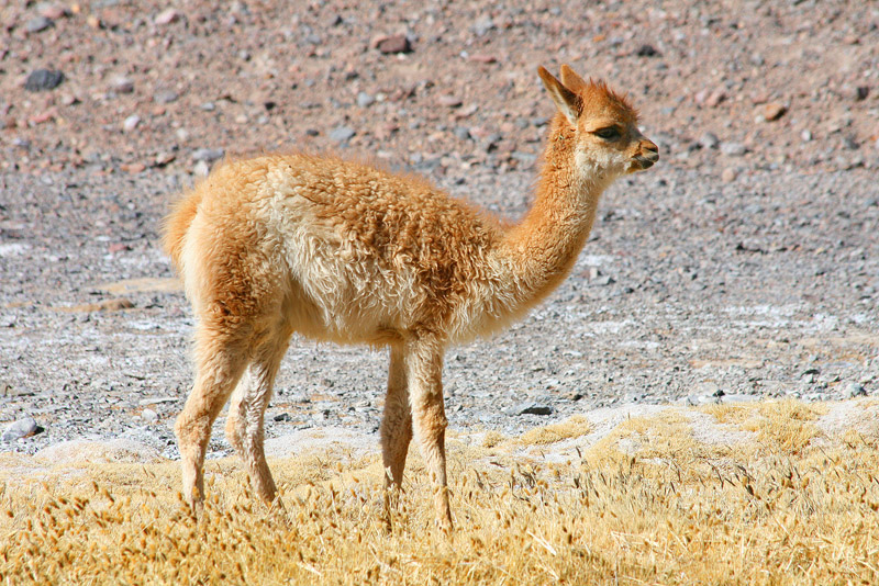La vicuña del Perú, la lana más fina del mundo: Vicuña baby, underbara ...