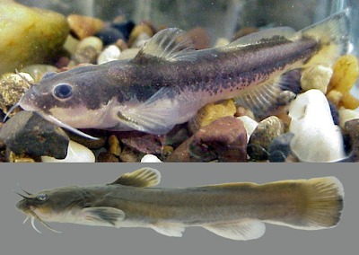 Virginia Tech Ichthyology Class : Mad About Madtoms, by Don Orth