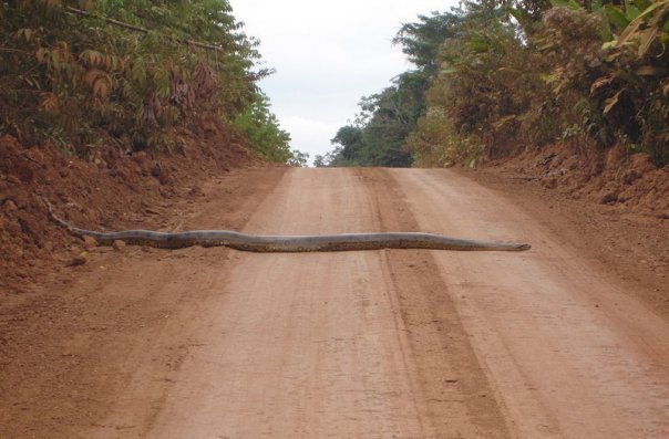 Flights and Everything Guyana: Big Snake in guyana :)