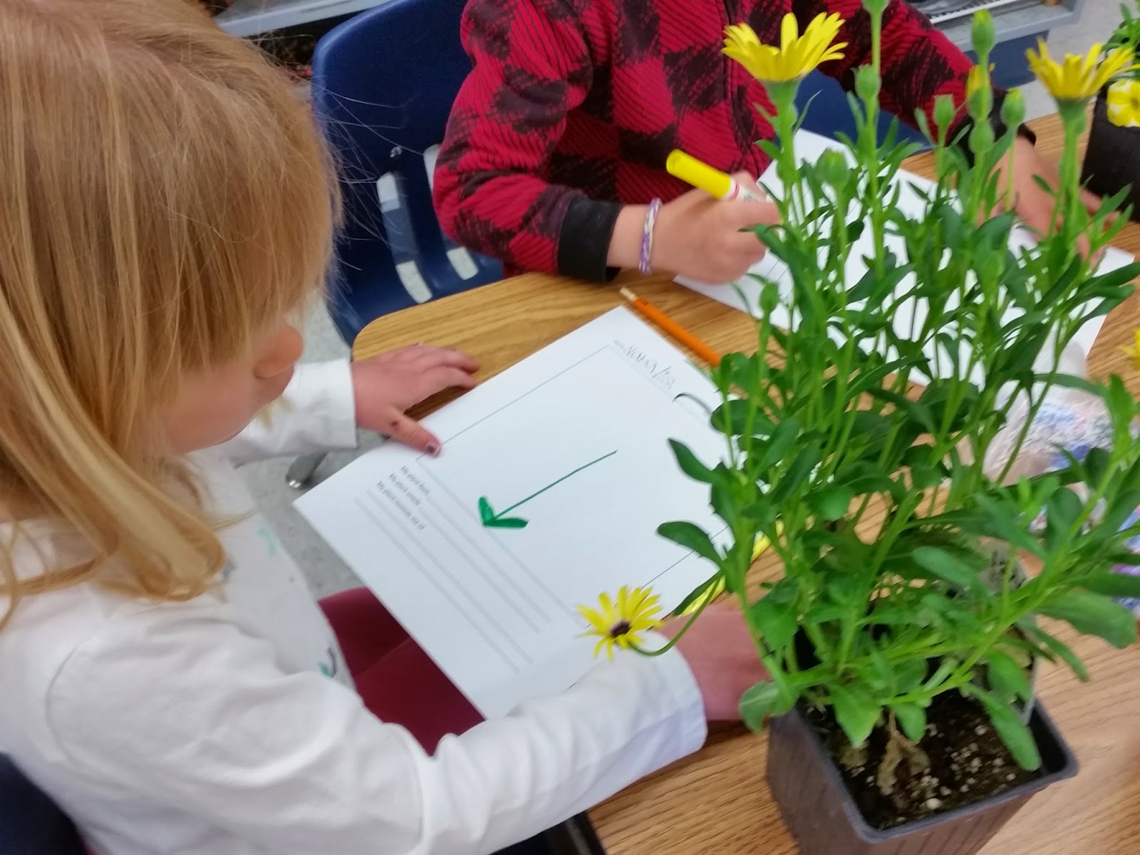 Adventures in Kindergarten: Plants are everywhere!