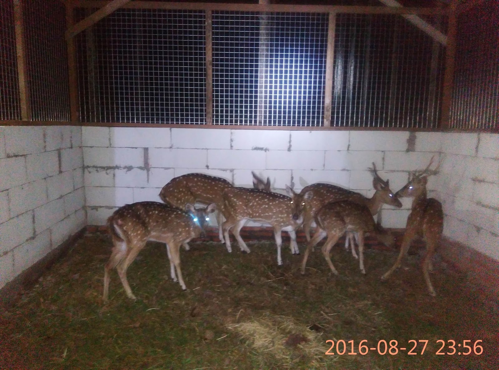 Mahasvin Farm: Jual rusa tutul india