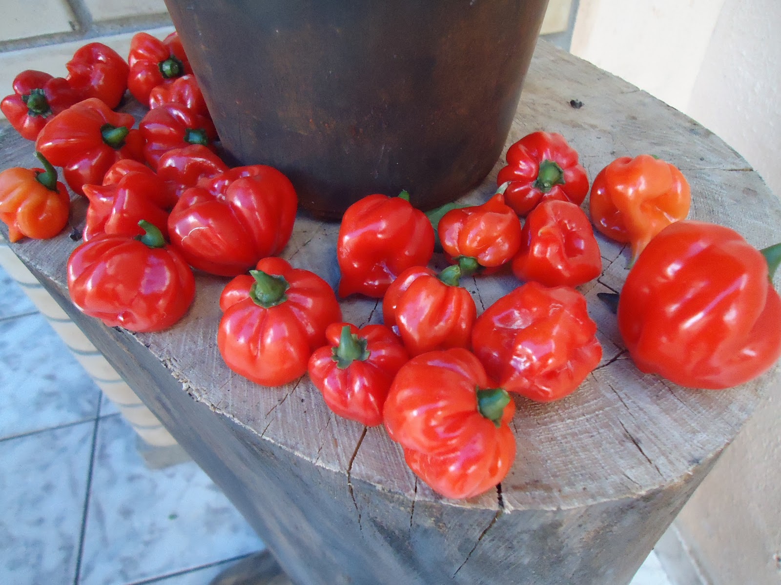 FOGAO A LENHA E IMAGINAÇÃO ...: Pimenta Habaneiro, mexicana.