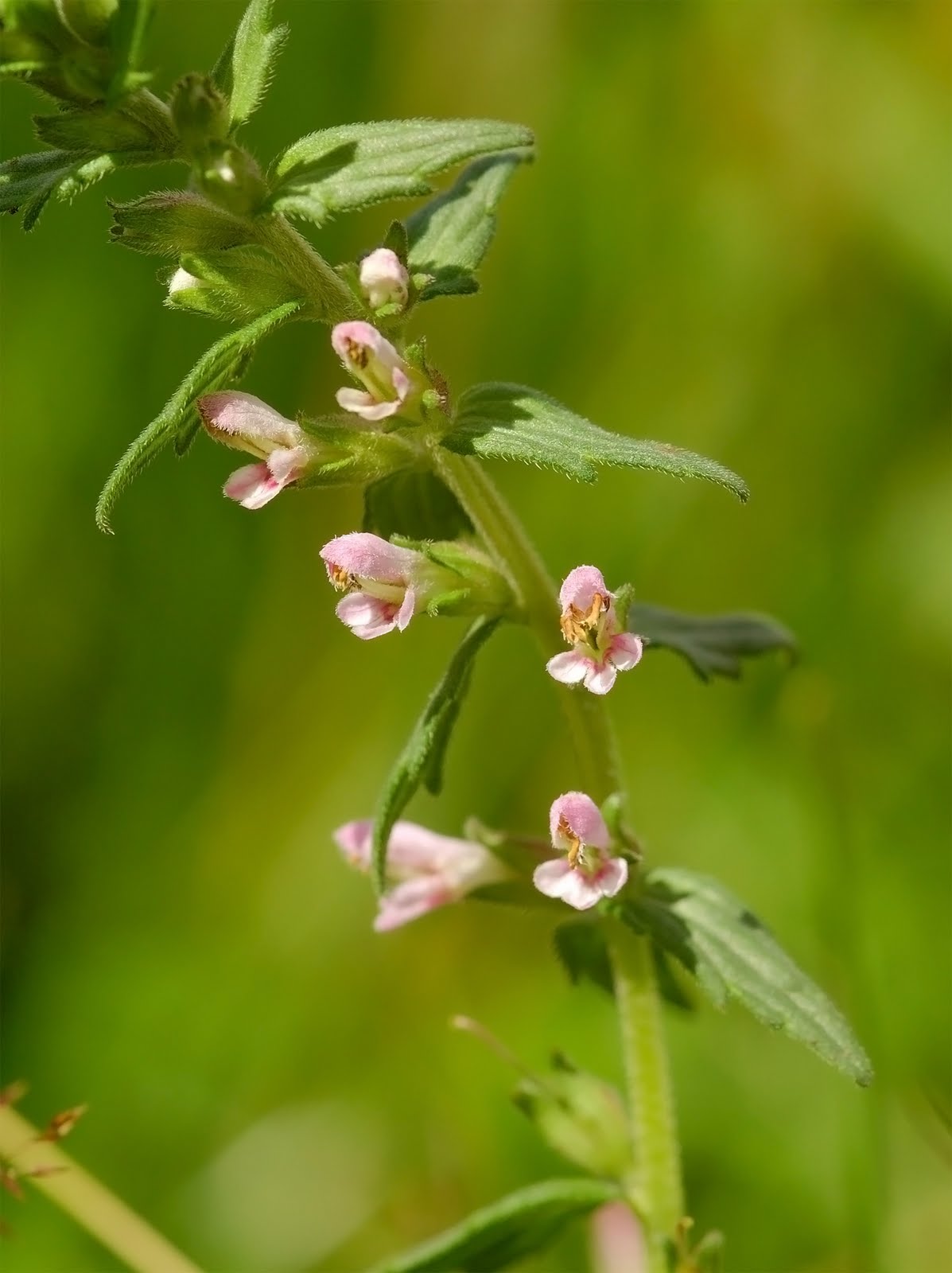 Scottish Wildlife Blog: Pappert Hill, West Dunbartonshire