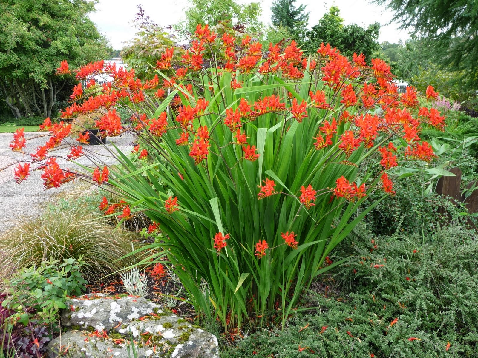 Seminte si plante de gradina hobby: Crocosmia Lucifer