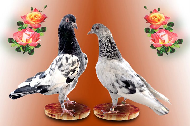 Golden pigeon, Kabootar Baazi in Pakistan