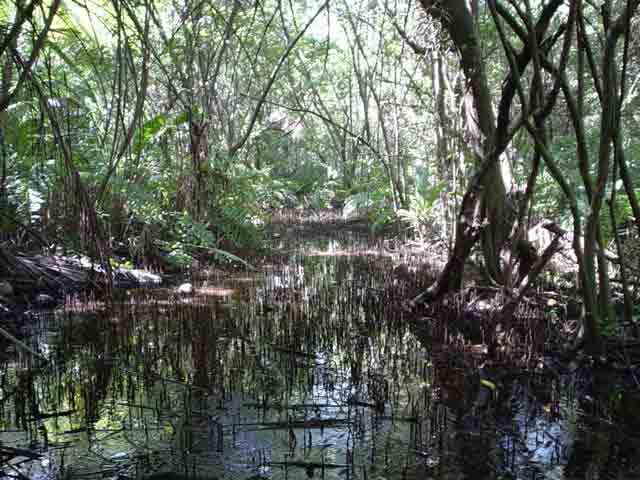 PUERTO RICO Y SU AMBIENTE: Los Manglares
