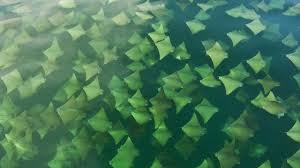 The Amazing World : Cownose Ray Migration (The great ocean migration ...