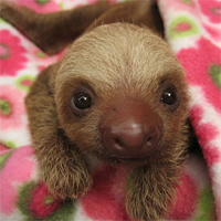 Funny baby sloth